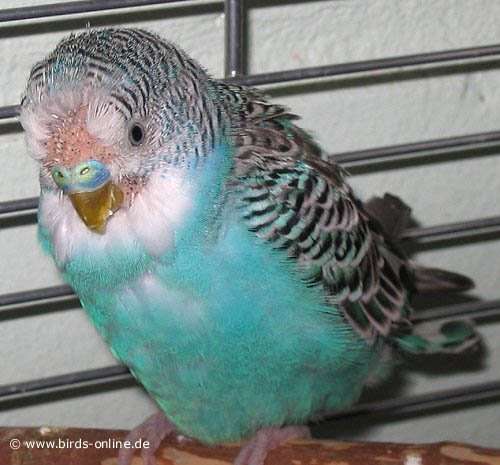 Fragen zur Jugendmauser :: Wellensittich-Forum Welli.net