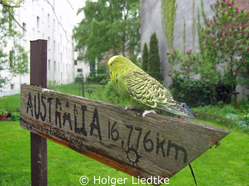 Birds Online - General facts about budgies - Australia: budgie's homeland