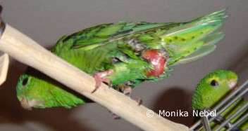 What are the Signs your parrot is carrying EGG and .. | Avian Avenue ...