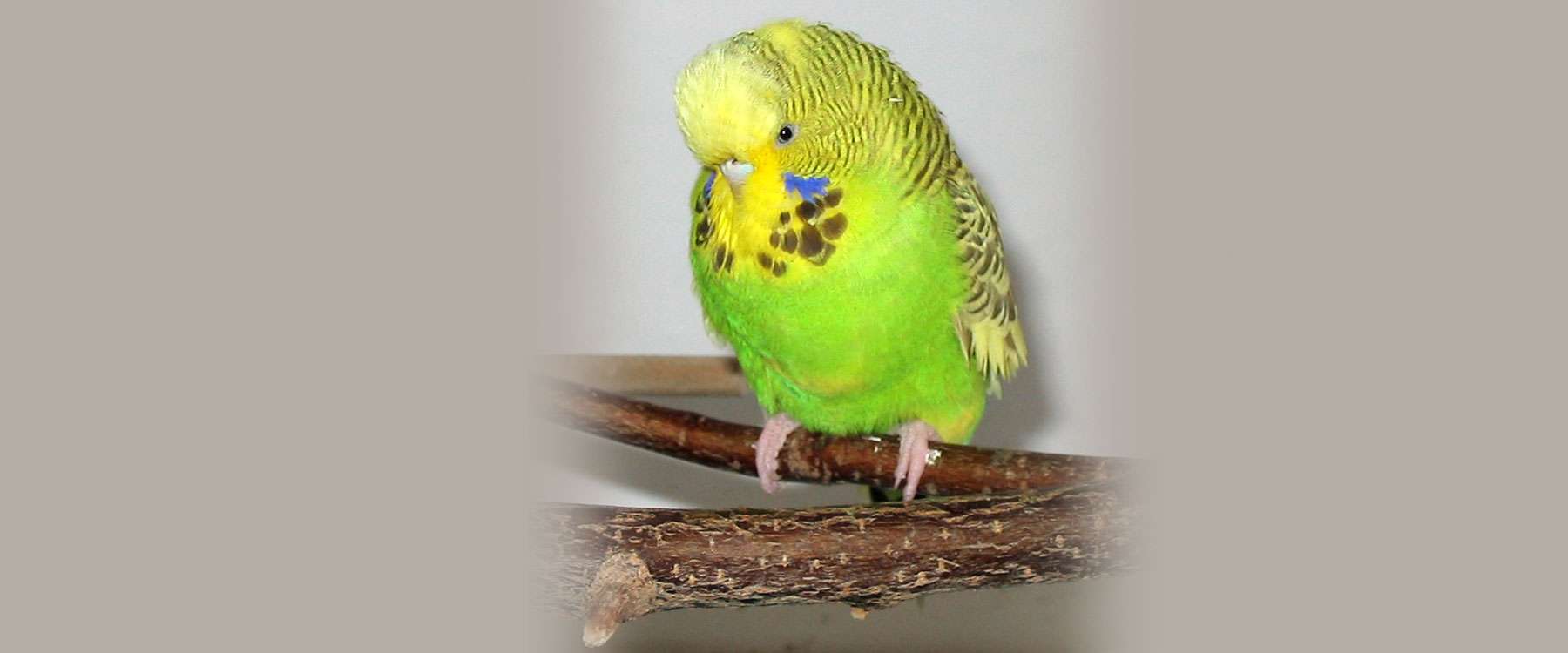 Folara † - Birds Online