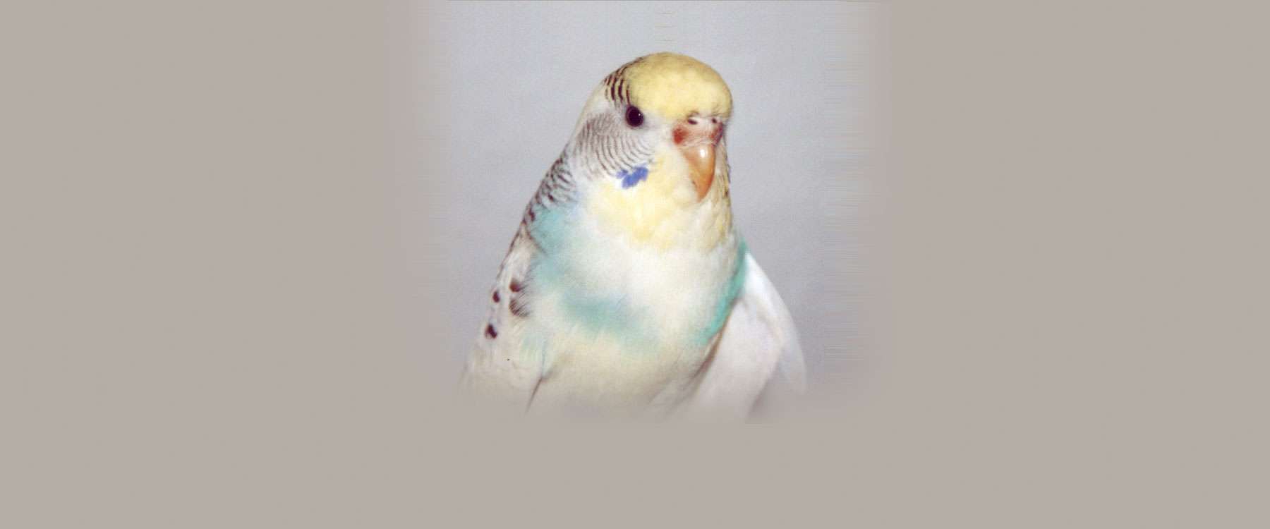 Io † - Birds Online