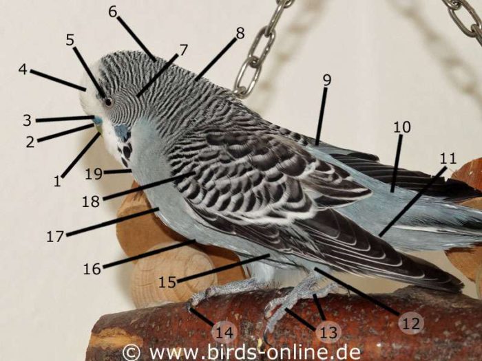 Bird anatomy - Birds Online