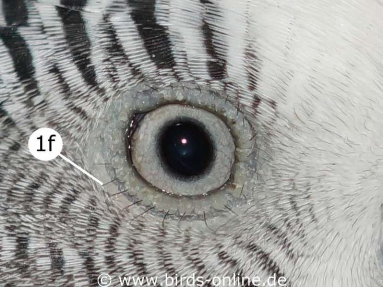 Eyes - Birds Online