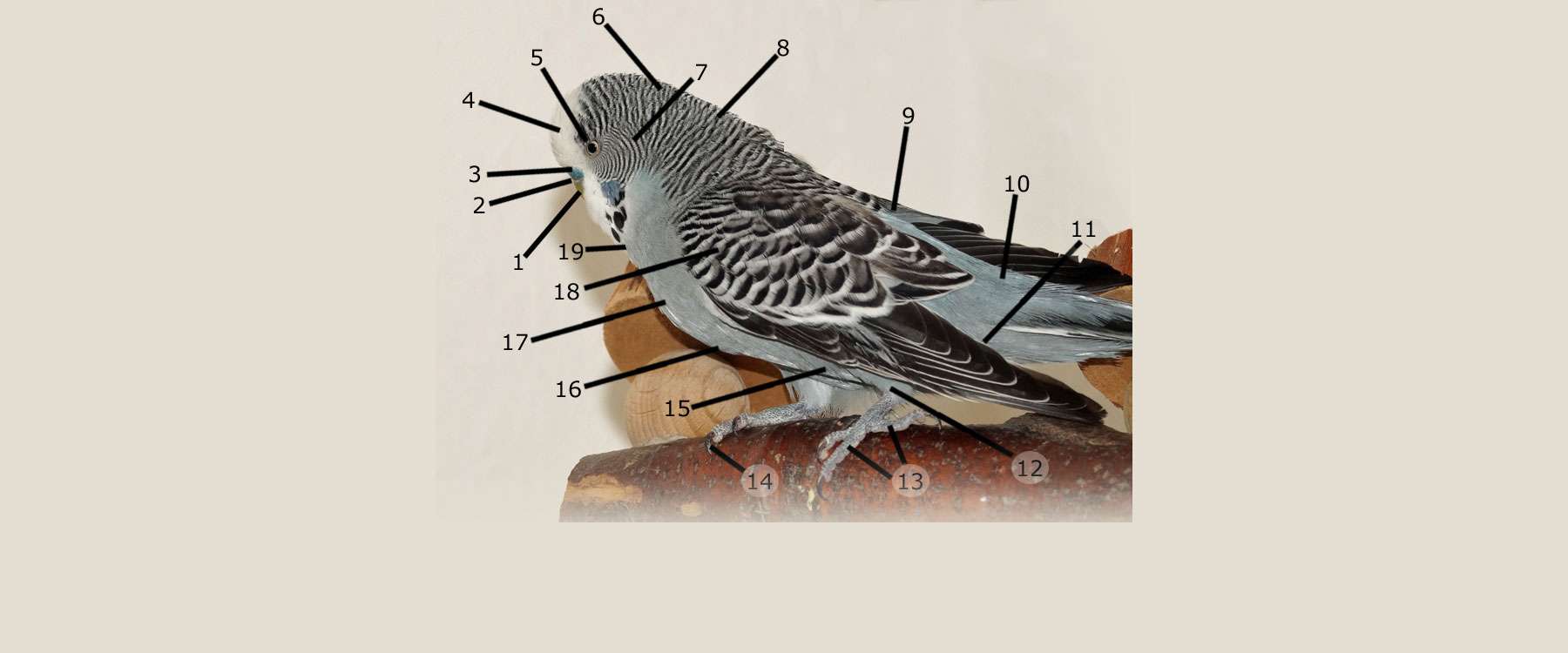 Bird anatomy - Birds Online