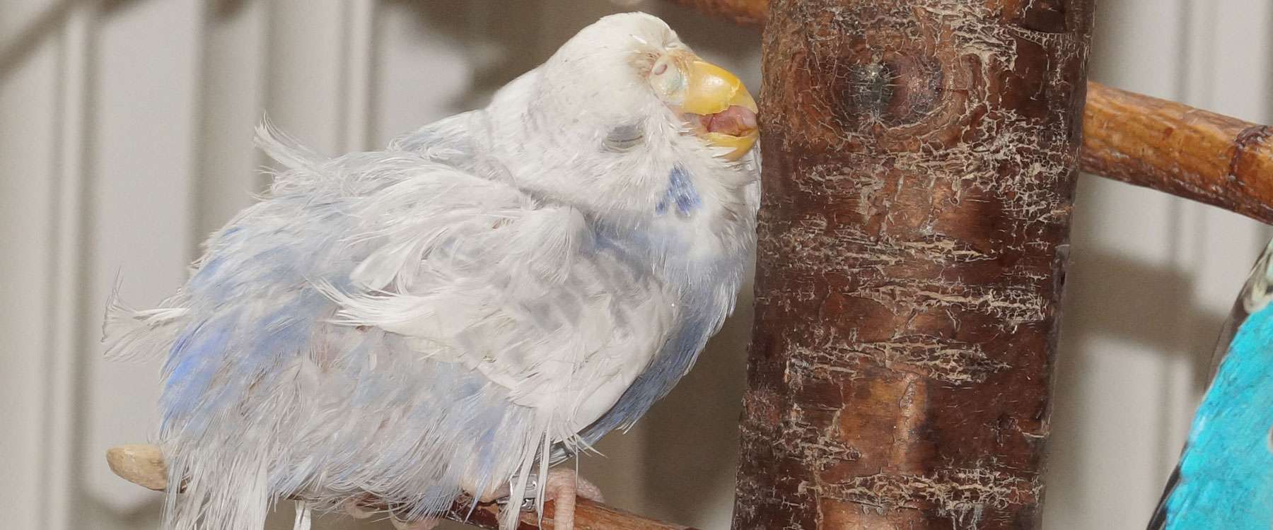 Schnabel - Birds Online