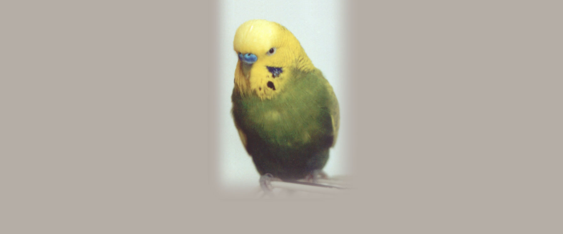 Jupiter † - Birds Online