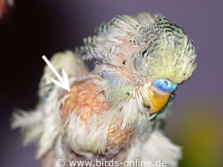 Crop – Birds Online