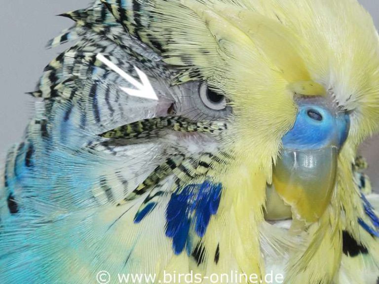 Ears – Birds Online