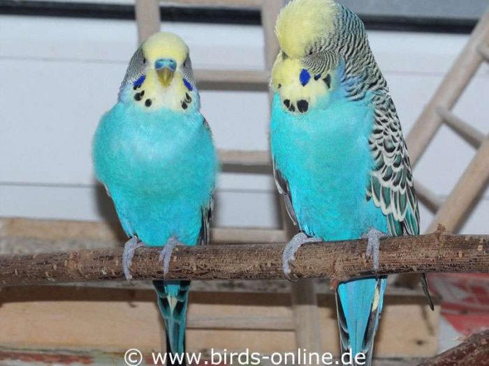 English and wild type budgies – Birds Online