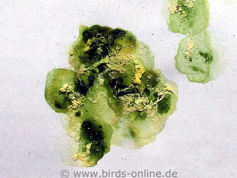 What droppings tell you – Birds Online