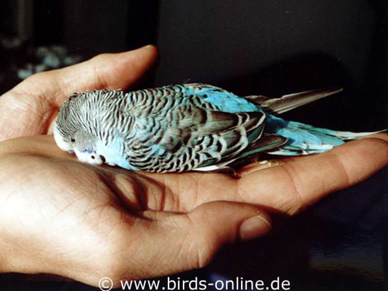 Recognize a sick bird – Birds Online