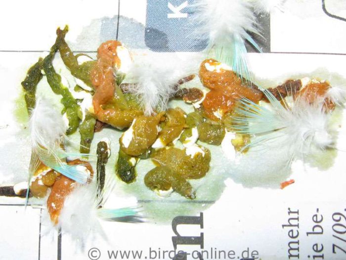 What droppings tell you – Birds Online