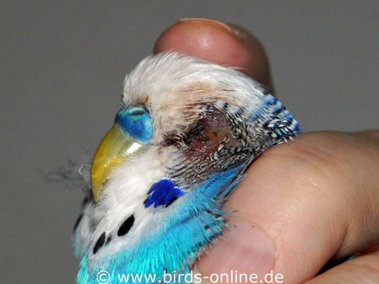 Recognize a sick bird – Birds Online