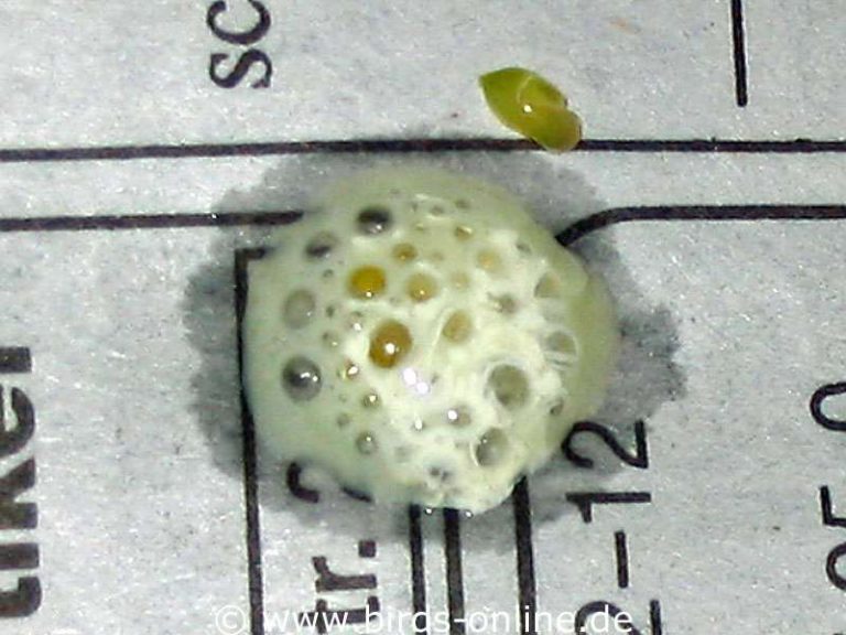 What droppings tell you – Birds Online