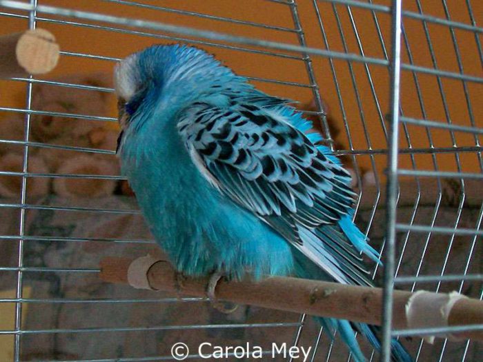 Recognize a sick bird – Birds Online