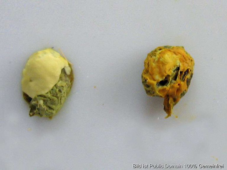 What droppings tell you – Birds Online