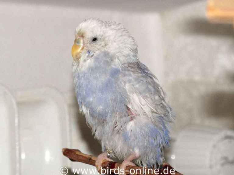Recognize a sick bird – Birds Online