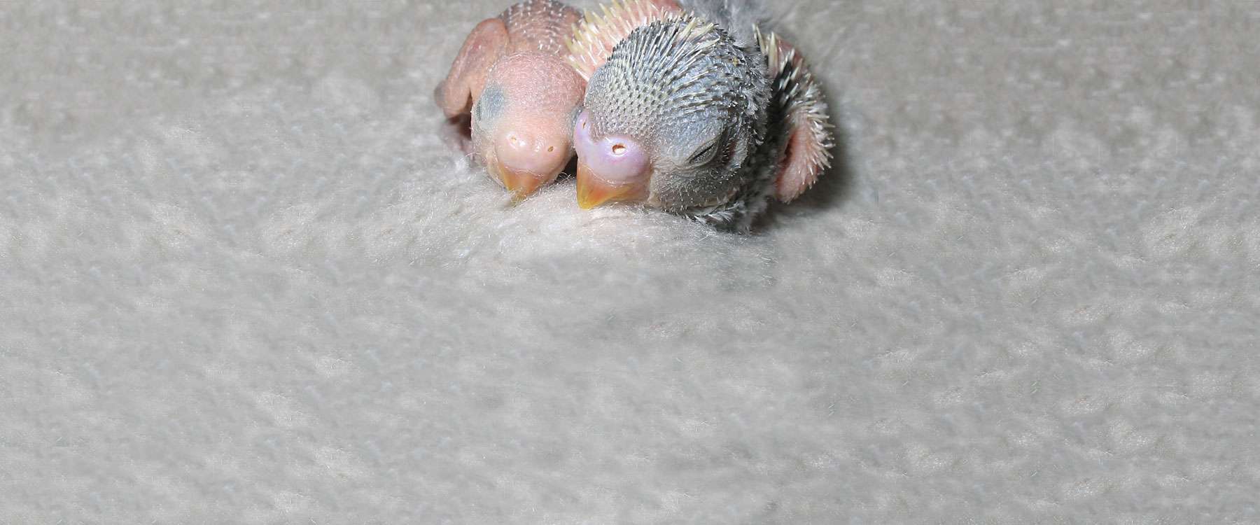 Broken blood feathers in juvenile birds - Birds Online