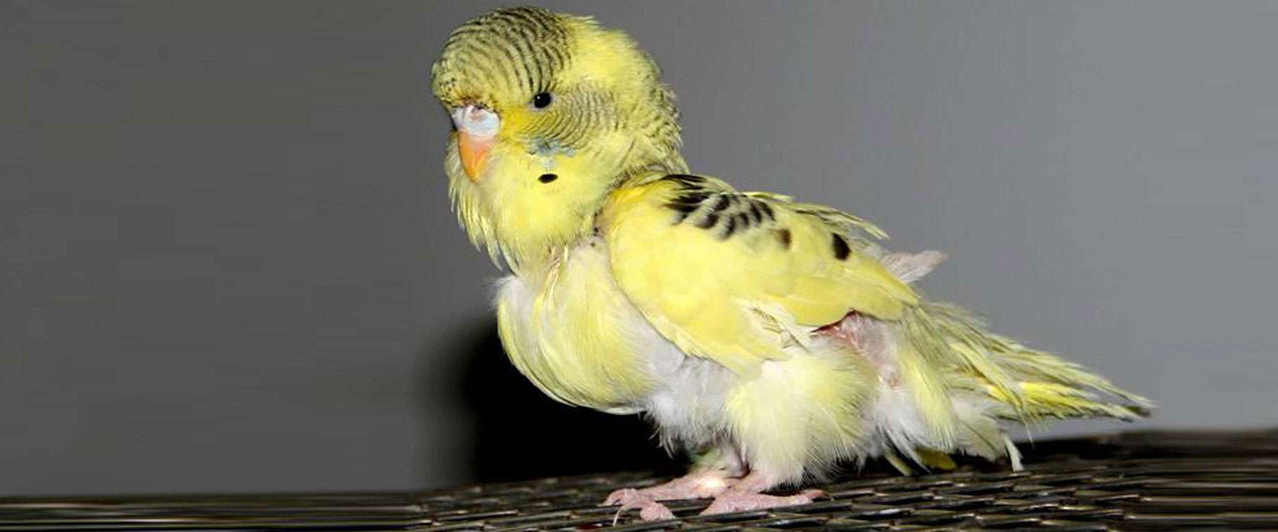 PBFD-Bildergalerie positiver Verlauf - Birds Online