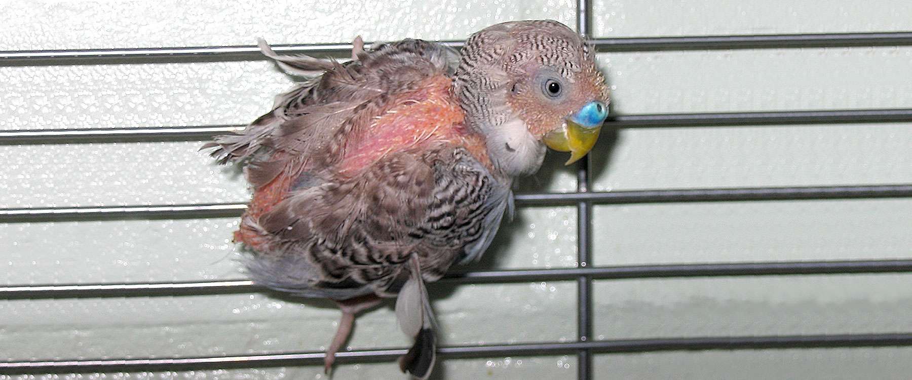 Adult bird case studies - Birds Online