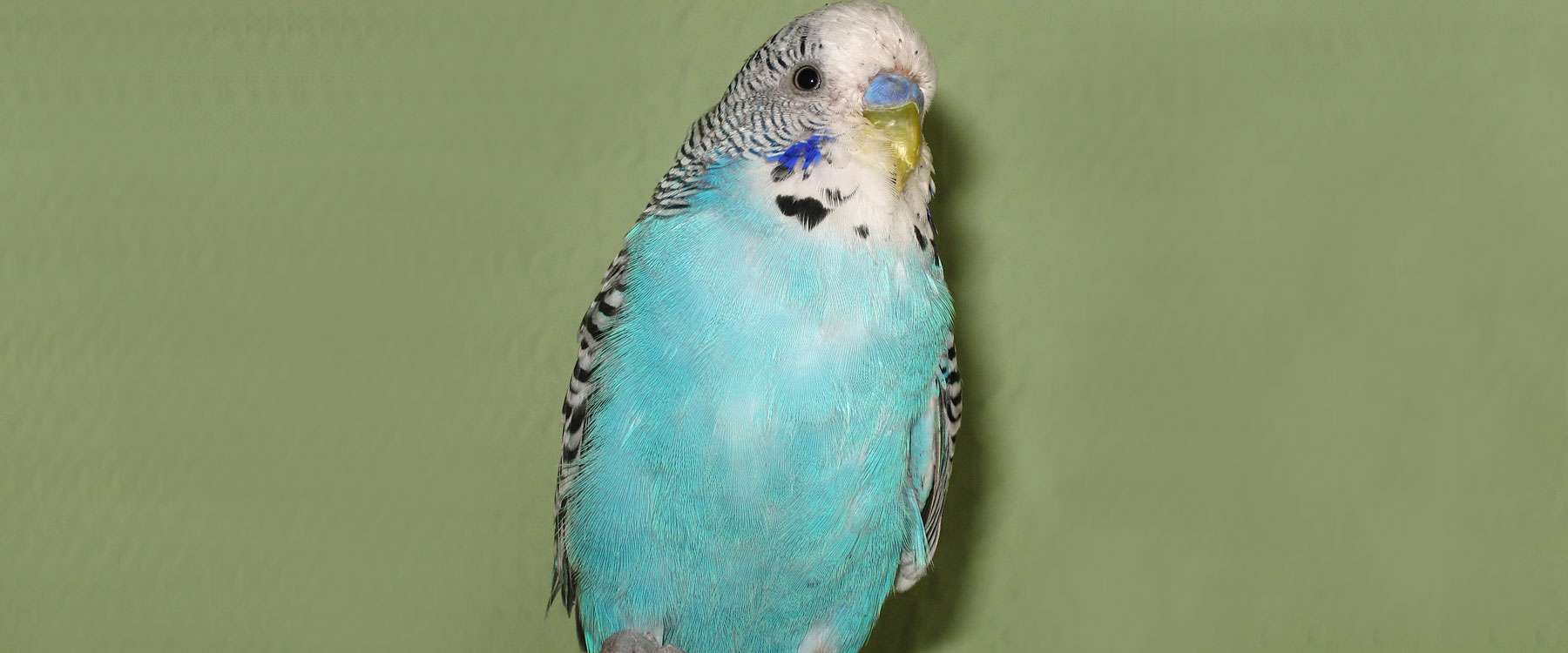 Ravi † - Birds Online