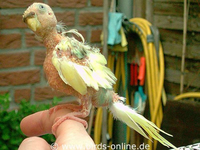 Viral plumage disease (PBFD) - Birds Online