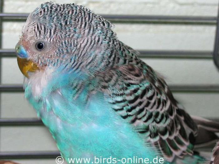 Viral plumage disease (PBFD) - Birds Online