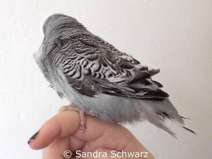 Viral plumage disease (PBFD) - Birds Online