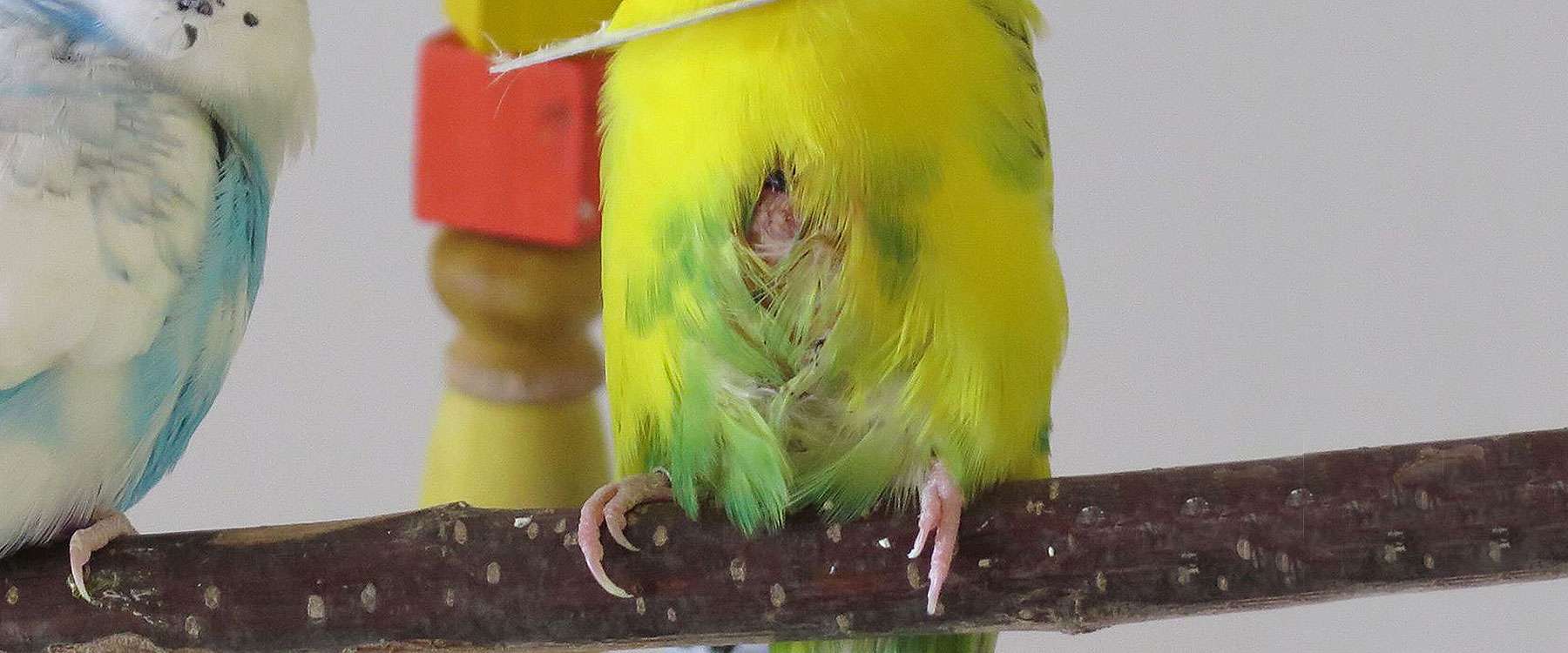 Xanthomatose - Birds Online