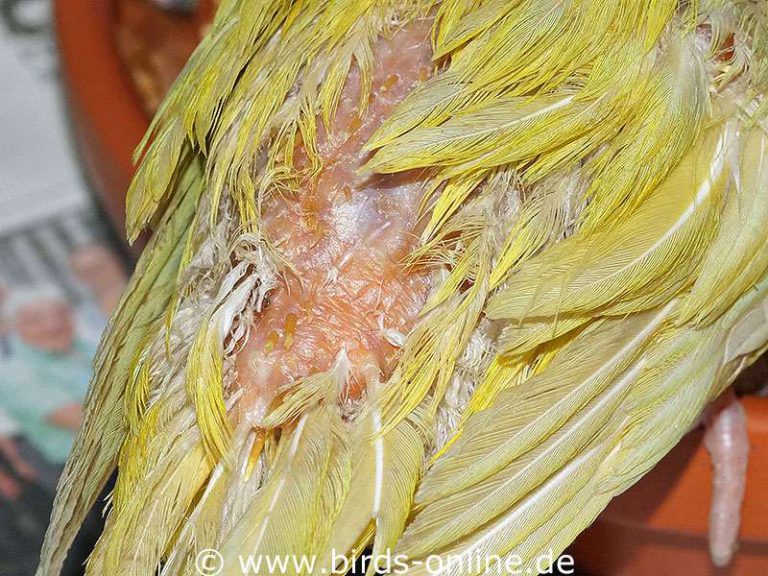 Hautentzündung (Dermatitis) – Birds Online
