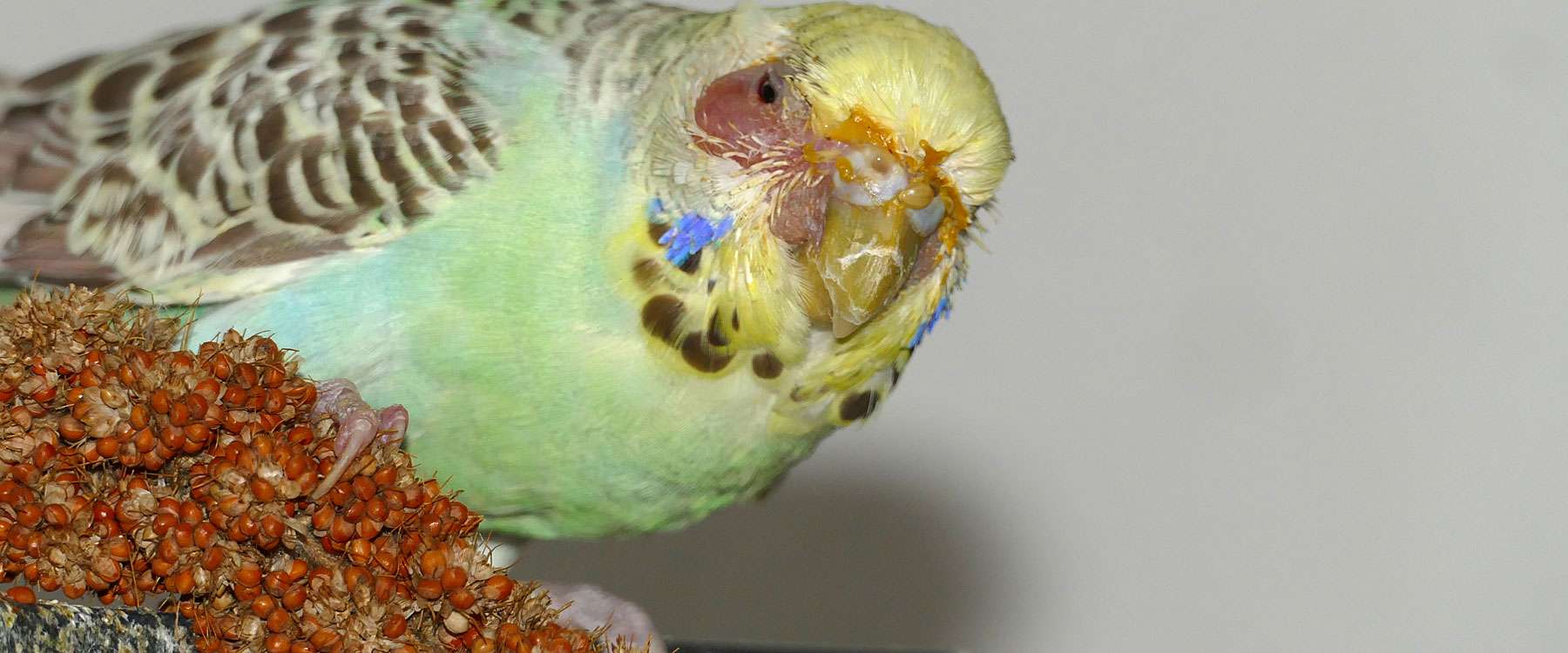 Nasennebenhöhlenentzündung (Sinusitis) - Birds Online