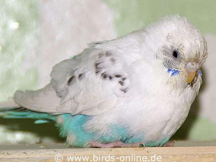 Macrorhabdiose (Megabakteriose) – Birds Online