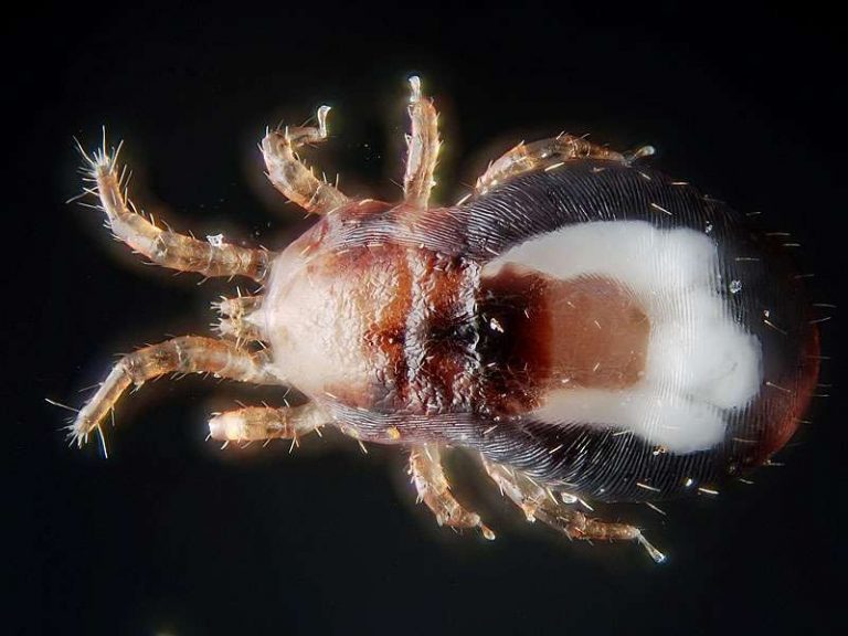 Red mite (Dermanyssus gallinae), © Gilles San Martin – Birds Online