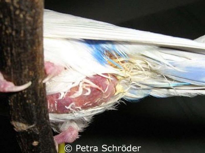 Bauchwassersucht (Aszites) – Birds Online