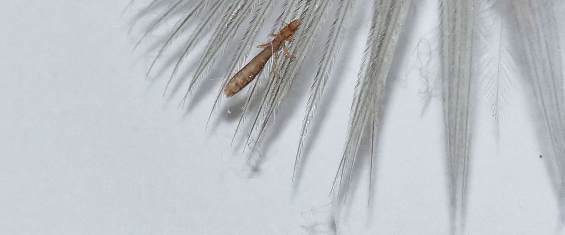 Bird lice (mallophaga) - Birds Online