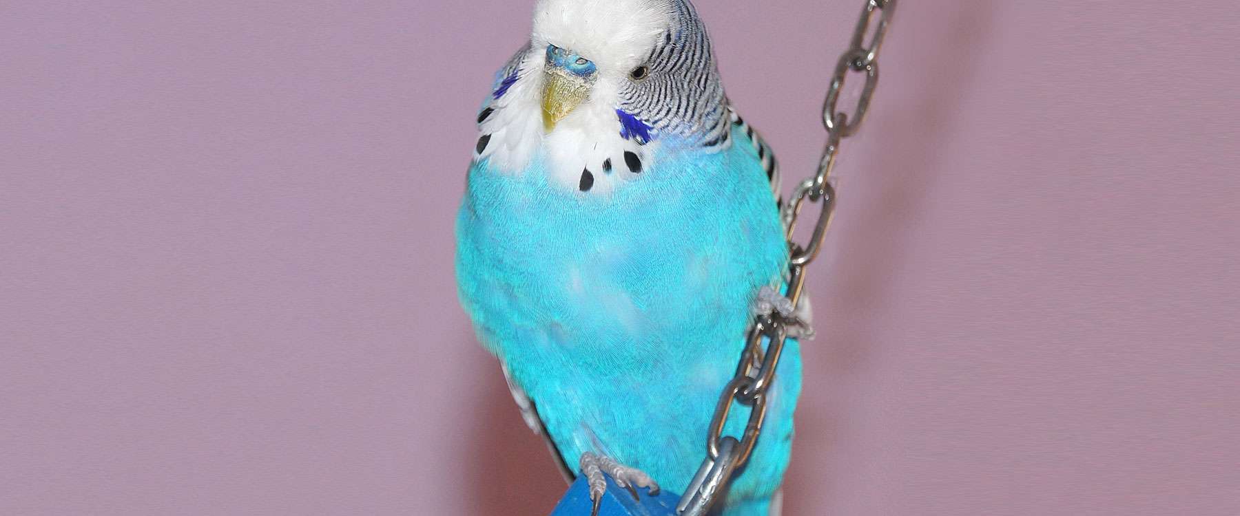 Scaly mites - Birds Online