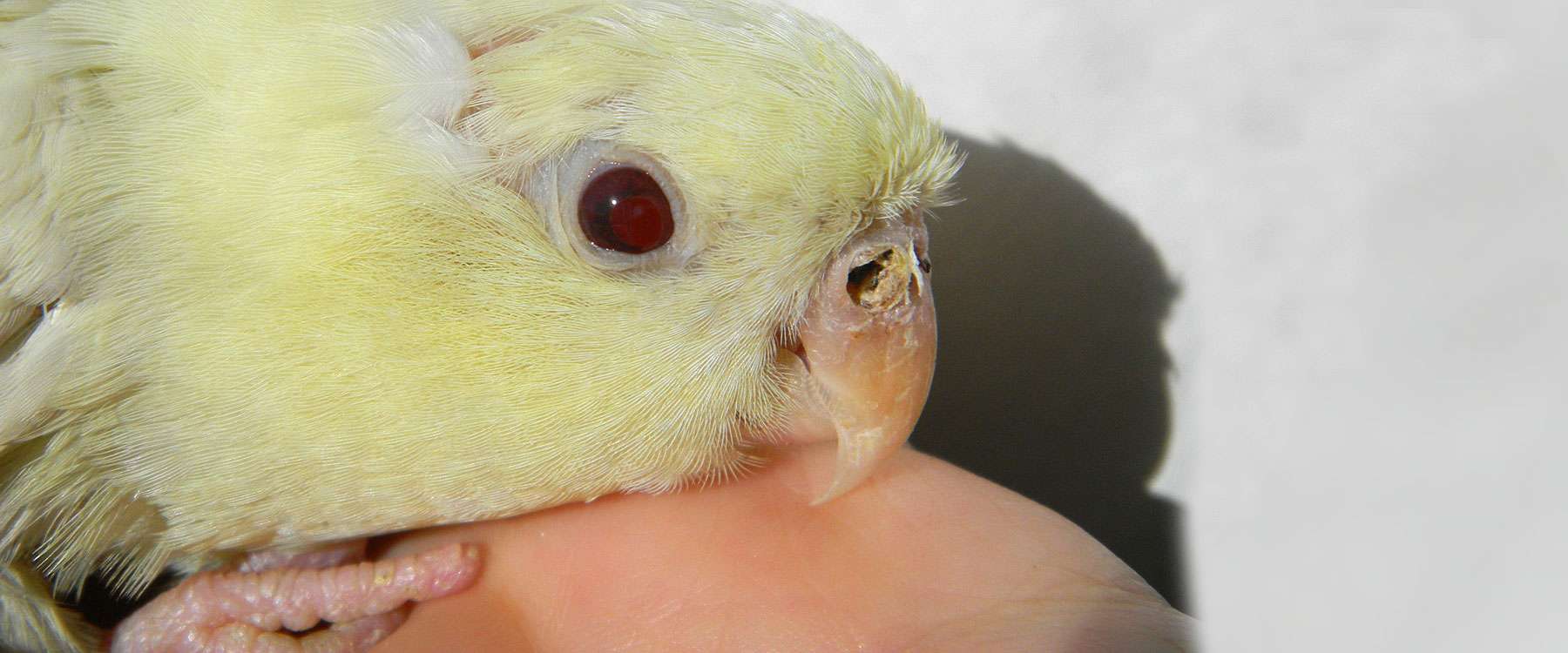 Nasensteine (Rhinolithe) - Birds Online