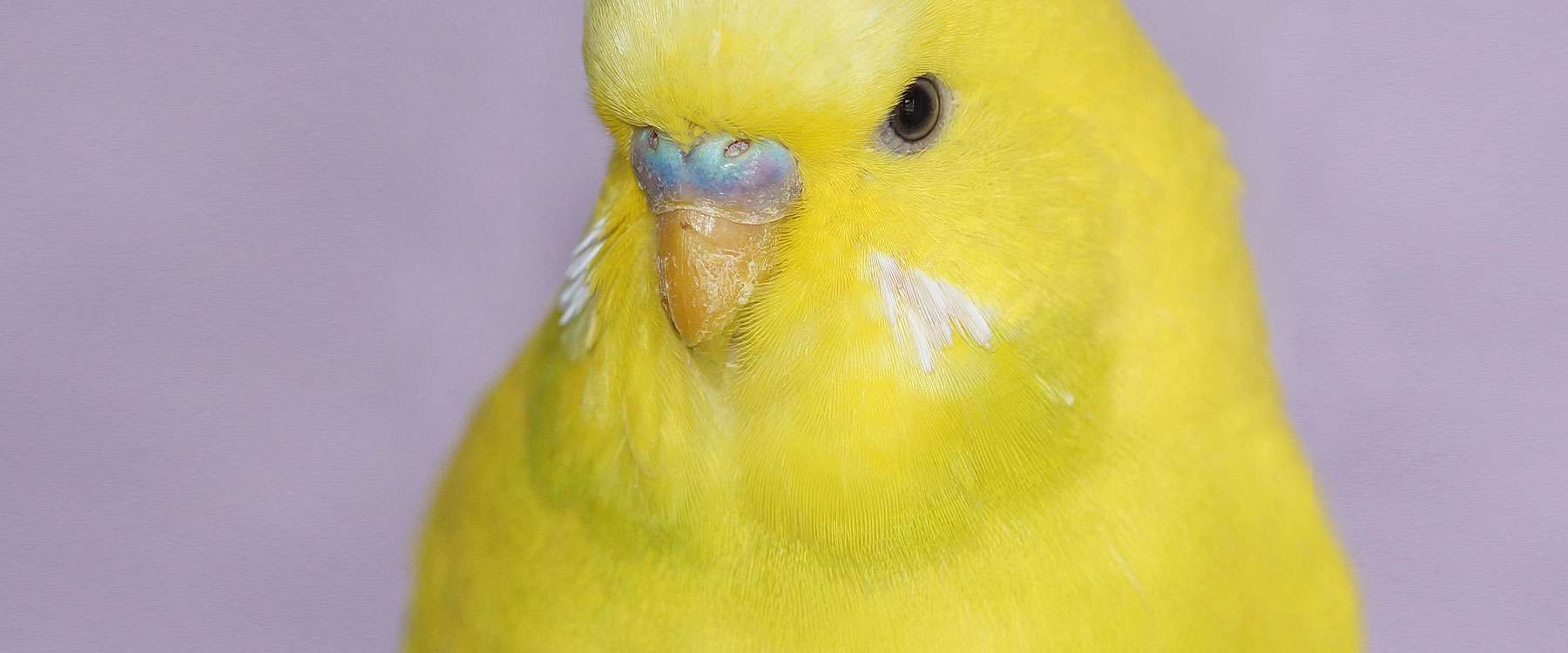 Photos of scaly face/leg mite cases - Birds Online