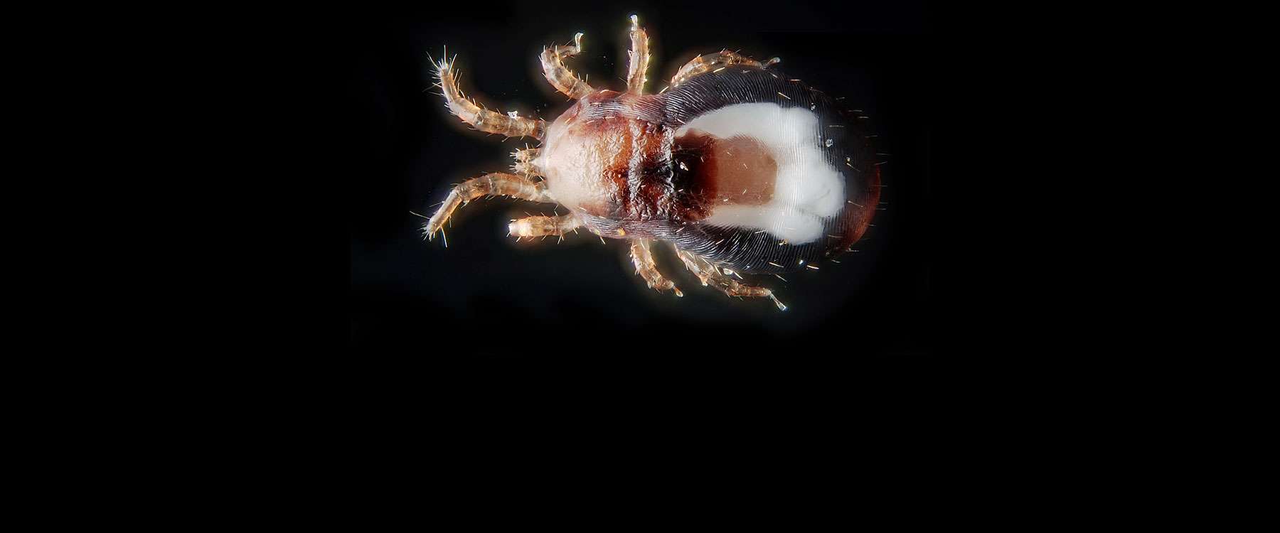 Blutsaugende Milben - Birds Online