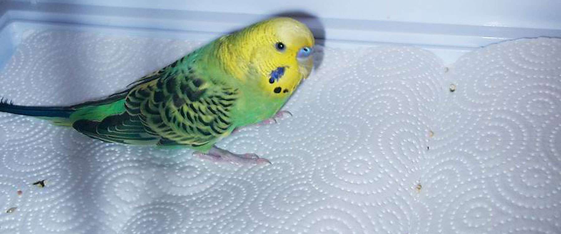 Roundworms - a case study - Birds Online