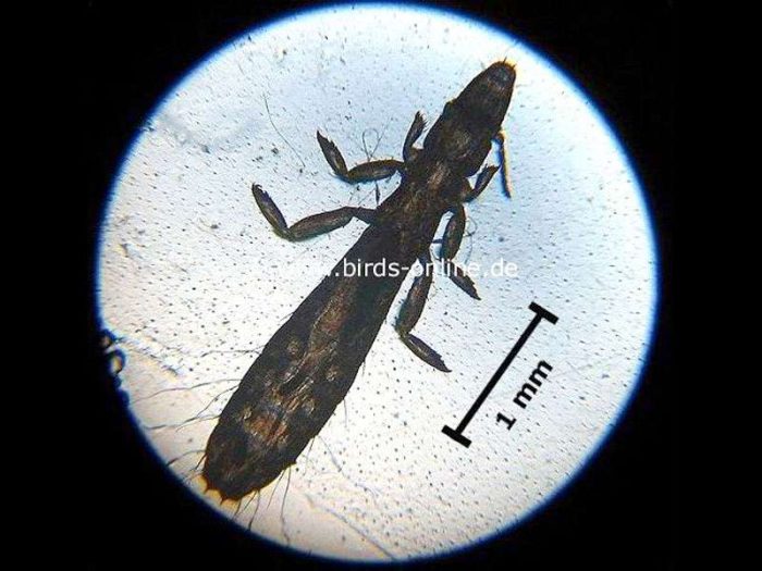 Bird lice (mallophaga) – Birds Online
