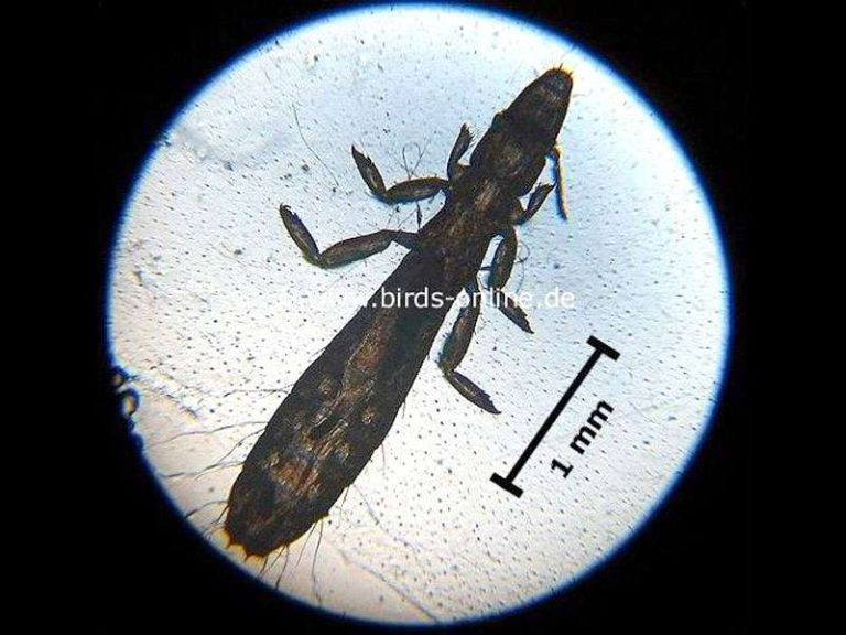 Bird lice (mallophaga) – Birds Online