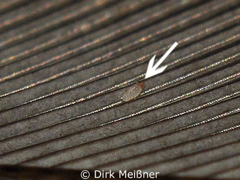 Bird lice (mallophaga) – Birds Online