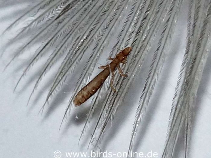 Bird lice (mallophaga) – Birds Online