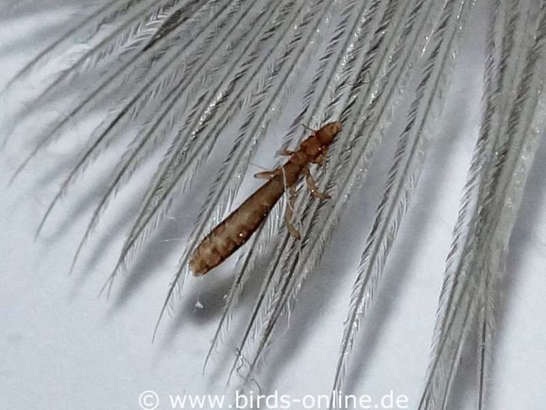 Bird lice (mallophaga) – Birds Online