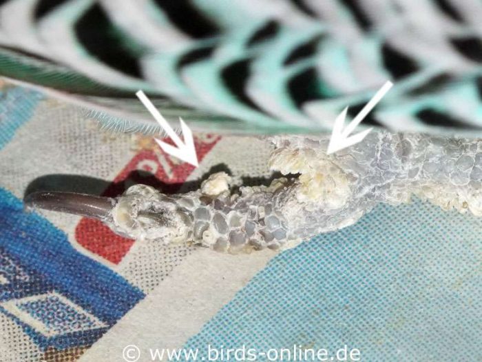 Scaly mites - Birds Online