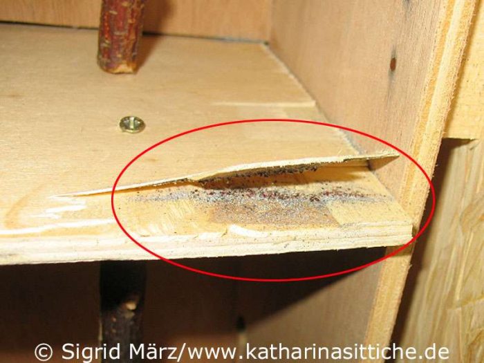 Blutsaugende Milben – Birds Online