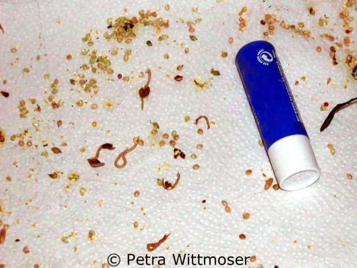 Roundworms – Birds Online