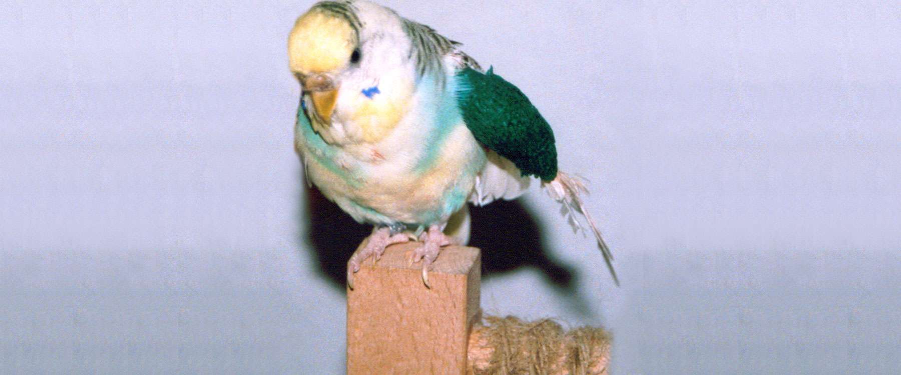 Flügelamputation - Birds Online