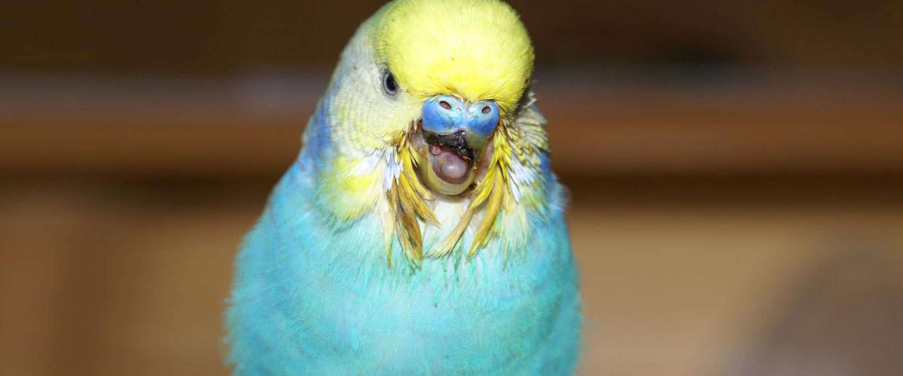 Schnabelbruch und -amputation - Birds Online